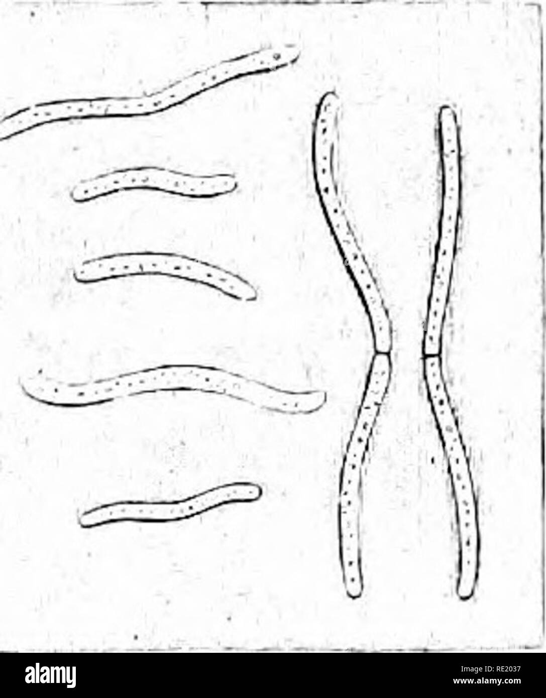 Decomposing microorganisms Black and White Stock Photos & Images - Alamy