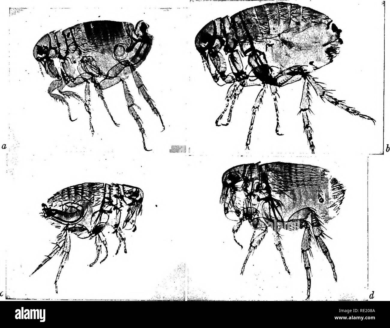Pulex Irritans Vs Xenopsylla Cheopis