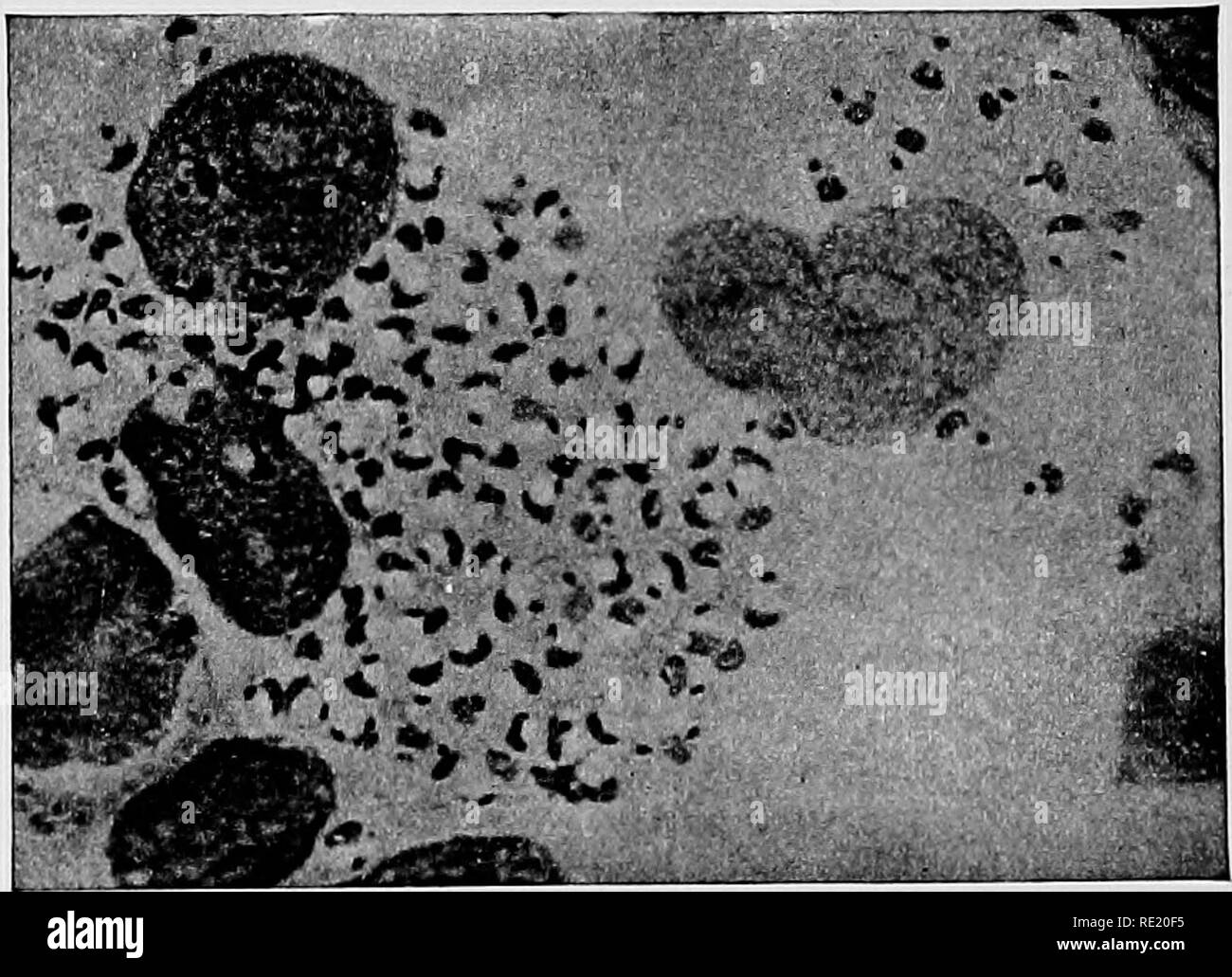 Delhi boil Black and White Stock Photos & Images - Alamy