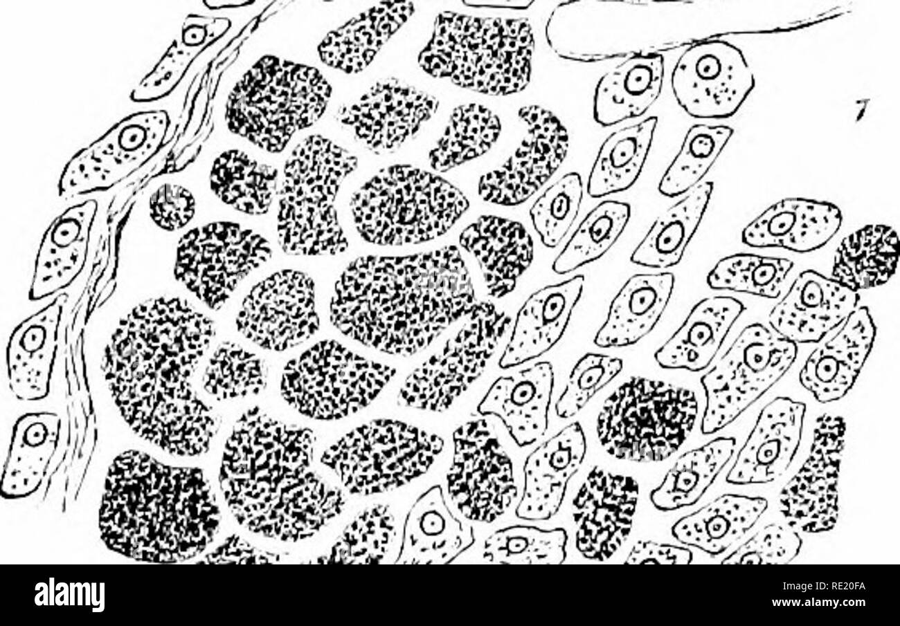 . Micro-organisms and disease. An introduction to the study of specific ...