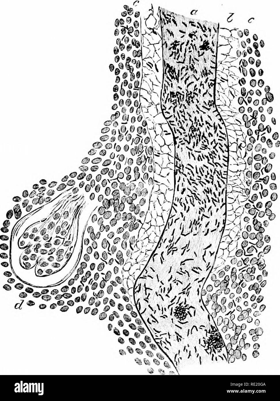 . Micro-organisms and disease. An introduction to the study of specific ...