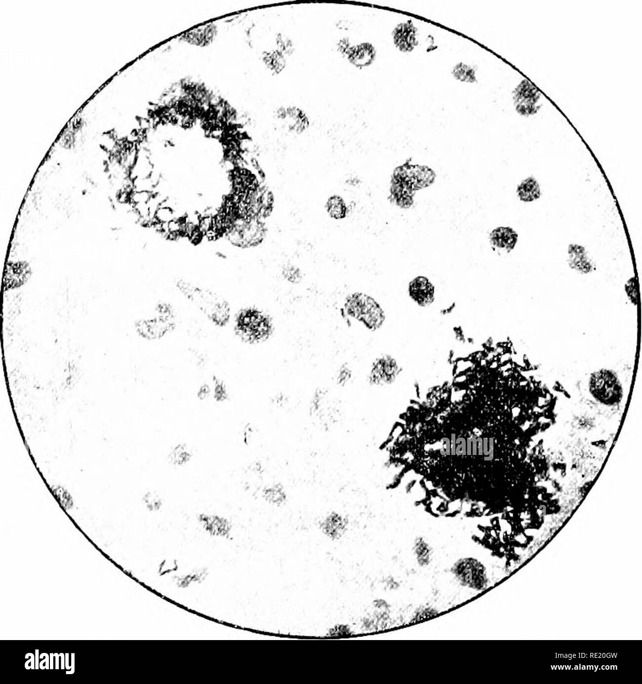 . Micro-organisms and disease. An introduction to the study of specific ...