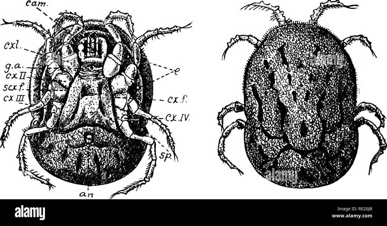 Ornithodorus moubata hi-res stock photography and images - Alamy