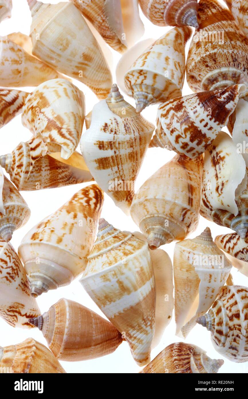 Pictures shells hi-res stock photography and images - Alamy Pictures shells hi-res stock photography and images - Alamy