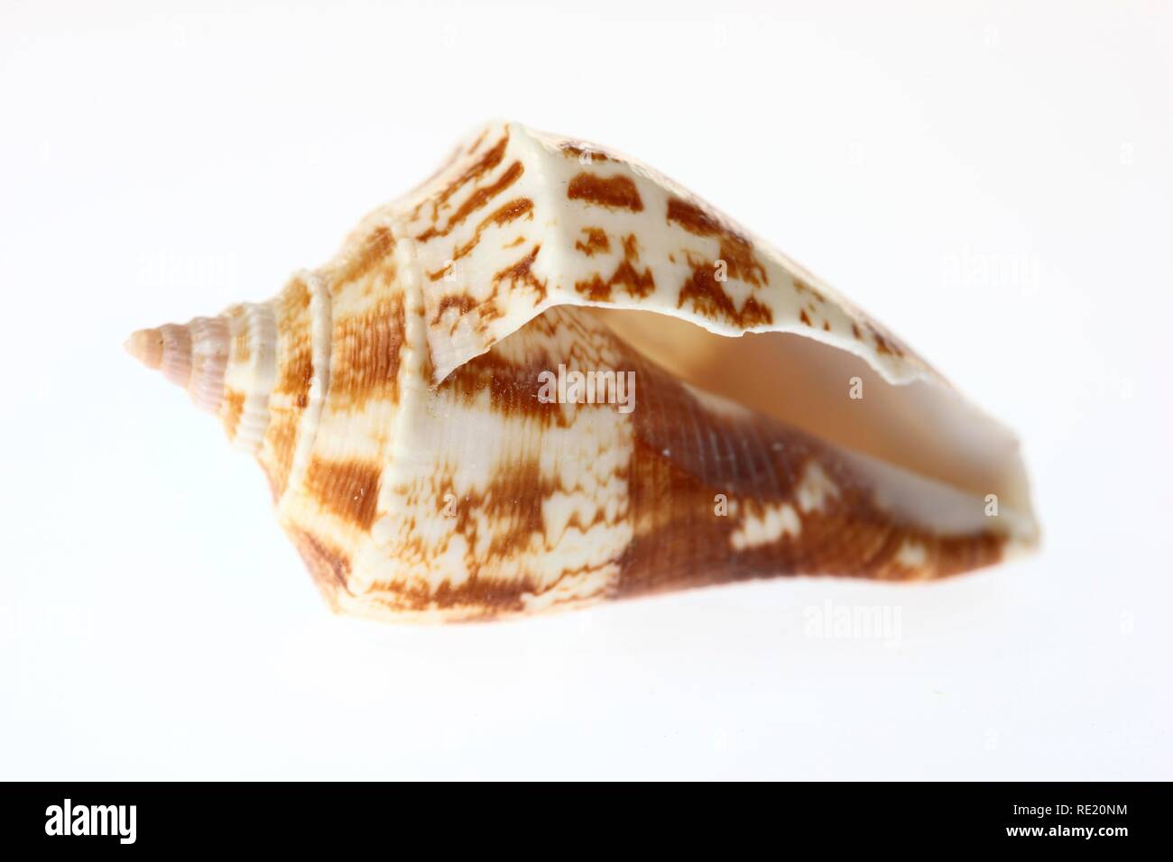 Inside mussel shell hi-res stock photography and images - Alamy