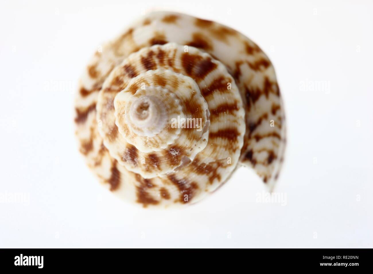 Inside mussel shell hi-res stock photography and images - Alamy