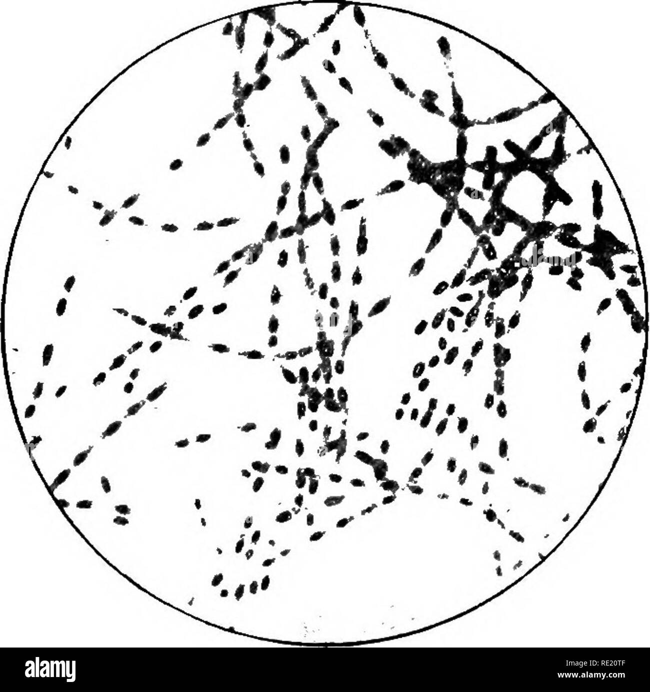Anthrax Bacteria Shape