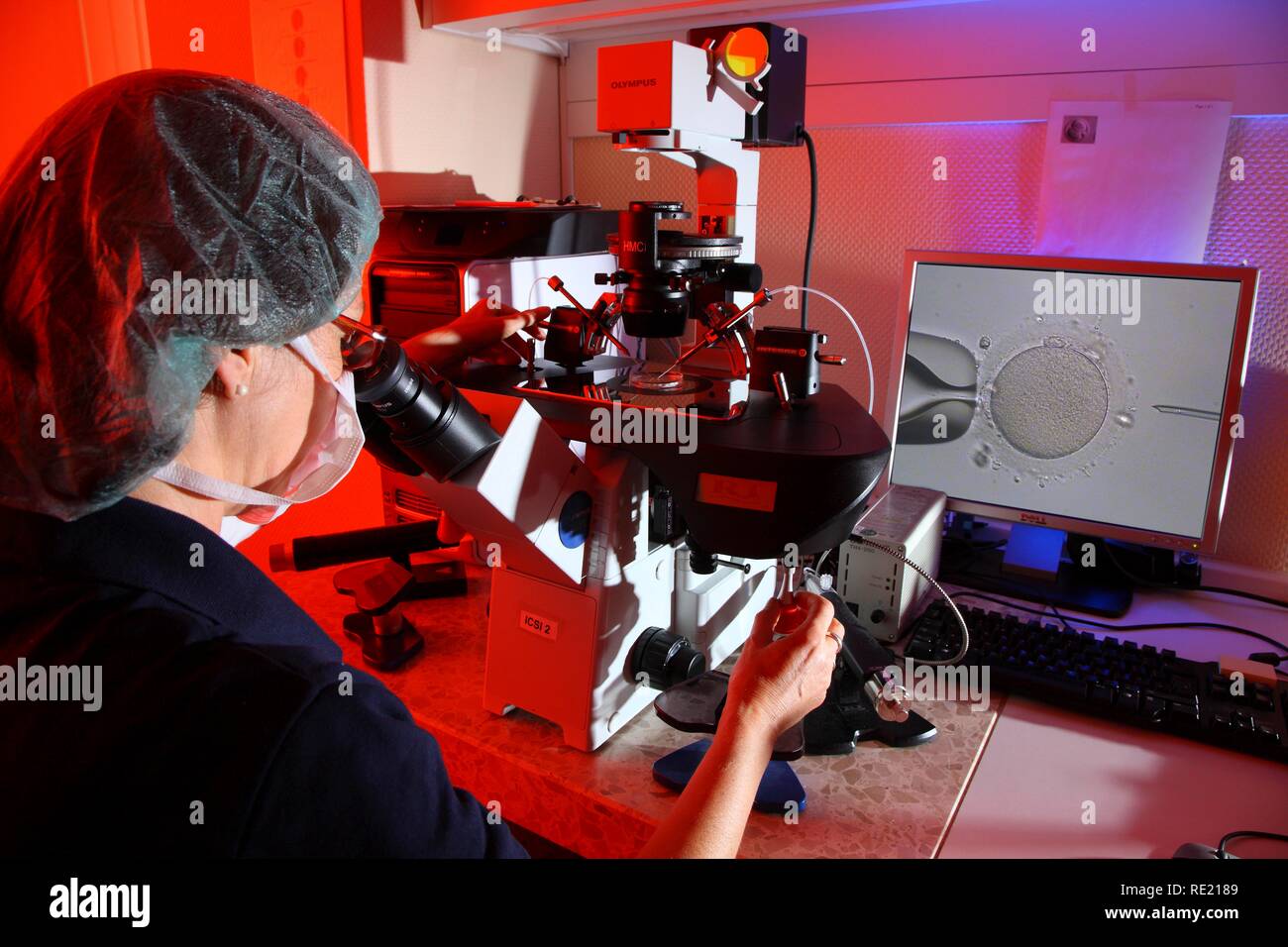 Artificial insemination using the ICSI method, intracytoplasmic sperm ...