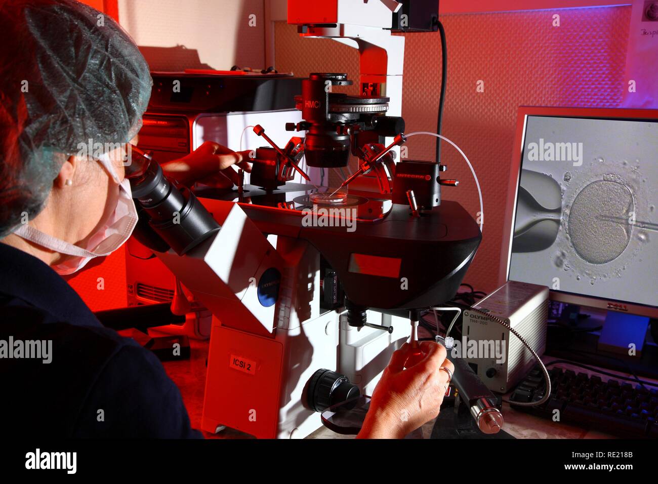 Artificial insemination using the ICSI method, intracytoplasmic sperm ...