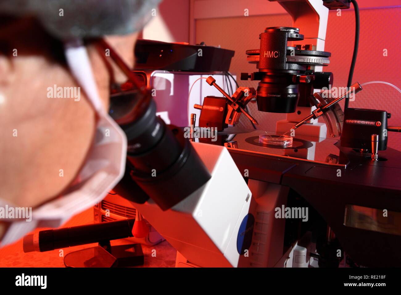 Artificial insemination using the ICSI method, intracytoplasmic sperm ...