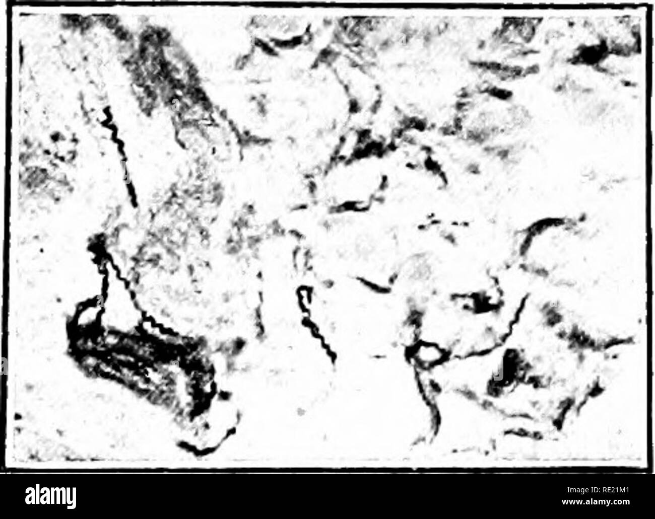 Untransparent Black and White Stock Photos & Images - Alamy