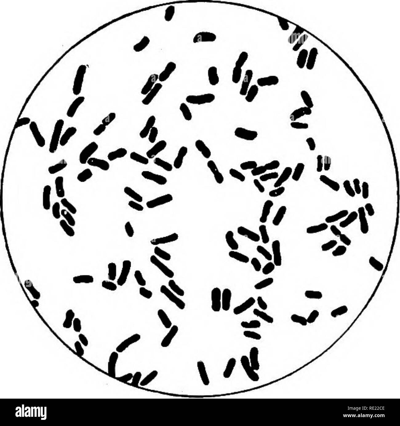 . A text-book of bacteriology. Bacteriology. Fig. 165.—Bacillus ...