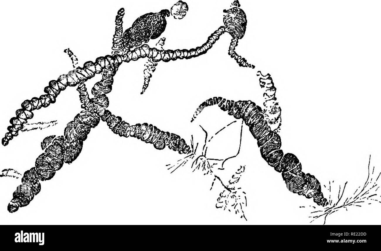 Proteus mirabilis swarming hi-res stock photography and images - Alamy