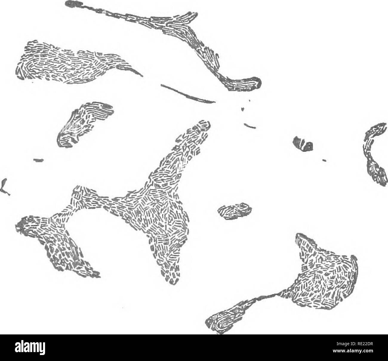 . A text-book of bacteriology. Bacteriology. 648 PATHOGENIC AEROBIC ...