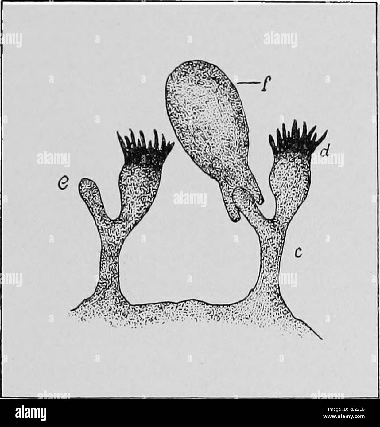 Snake red blood cells Black and White Stock Photos & Images - Alamy