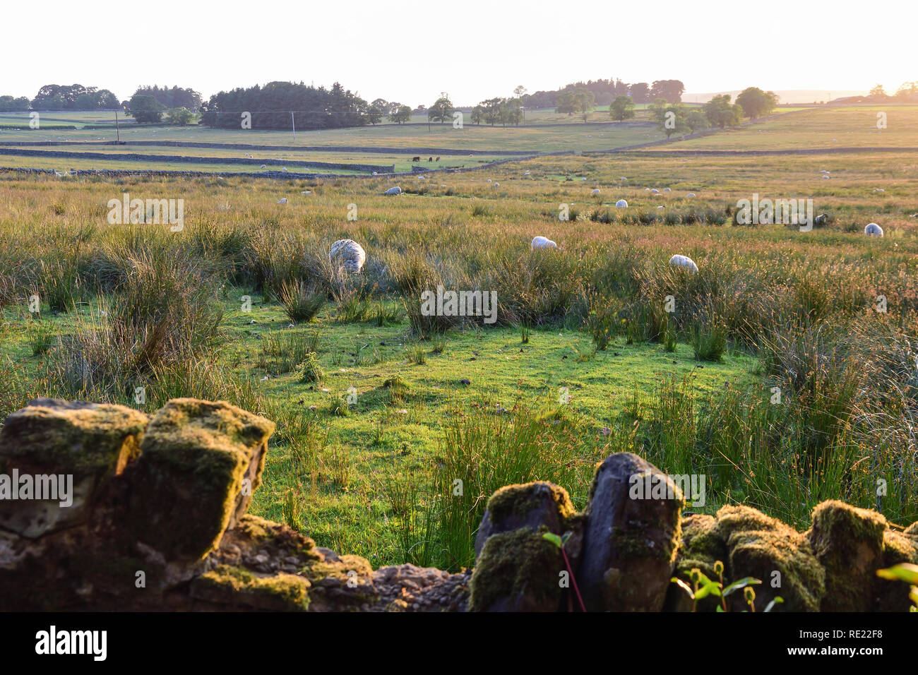 Countryside landscape at sunset, Otterburn, Northumberland, England ...