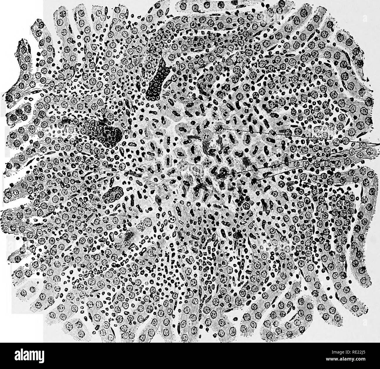 . A text-book of bacteriology. Bacteriology. 493 BACILLI IN CHRONIC ...