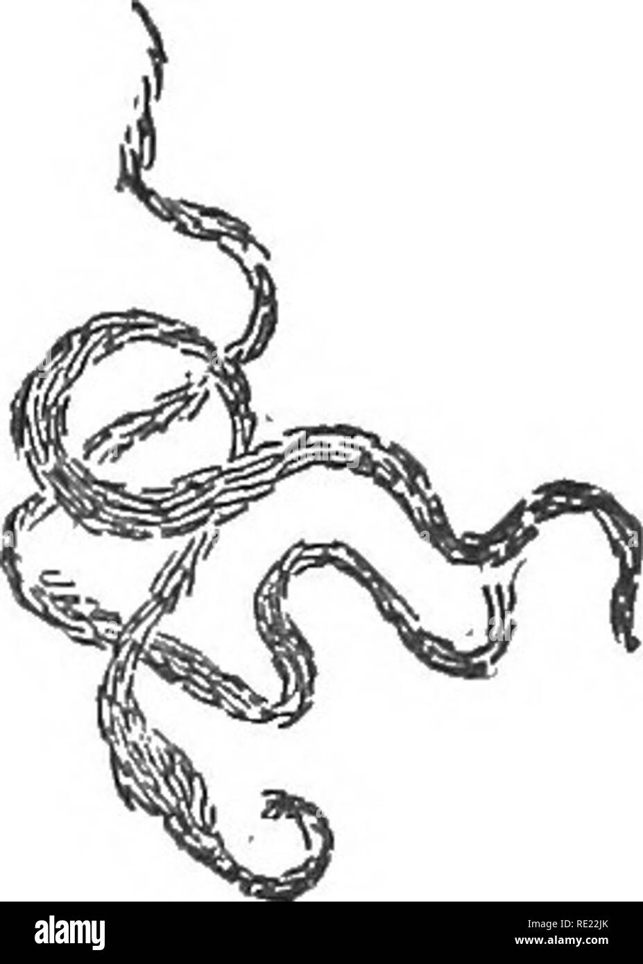 . A text-book of bacteriology. Bacteriology. BACILLI IN CHRONIC ...