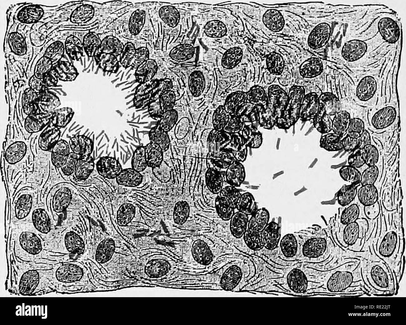 Methylene blue stain hi-res stock photography and images - Alamy