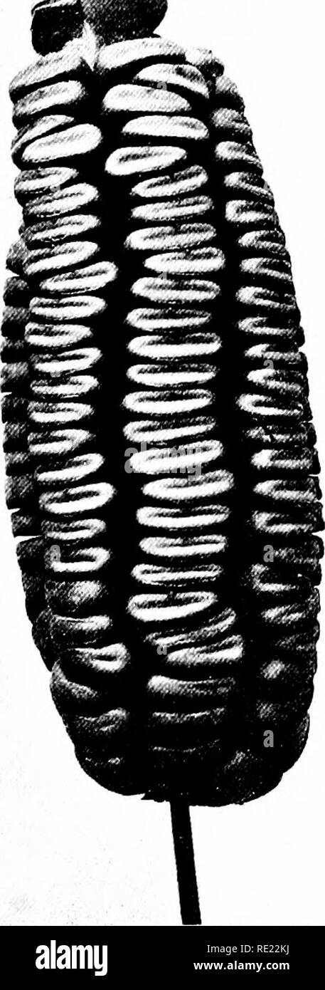 Nubbins Black and White Stock Photos & Images - Alamy