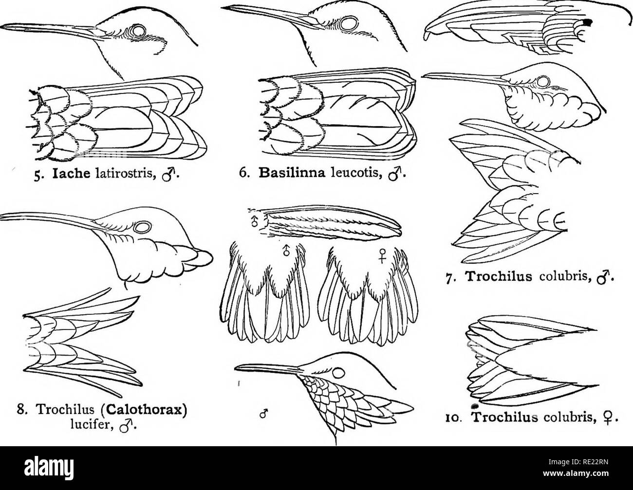 Trochilus lucifer Black and White Stock Photos & Images - Alamy