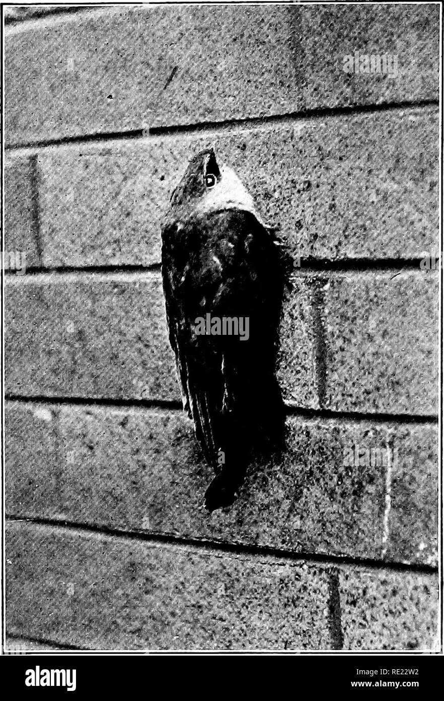 Tail feathers for a rudder hi-res stock photography and images - Alamy