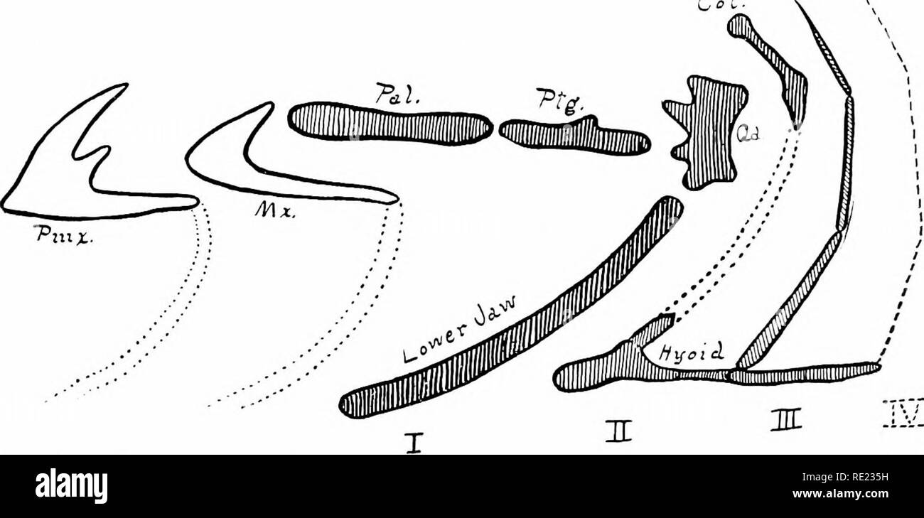 Ultimate ears hi-res stock photography and images - Alamy