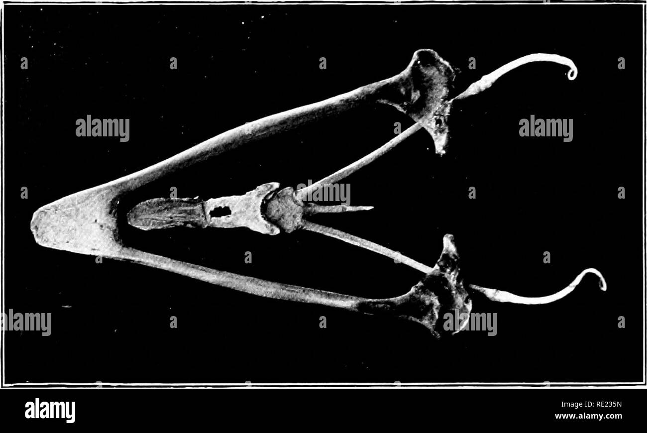 . The bird, its form and function. Birds. 114 The Bird upon us: the jaw ...