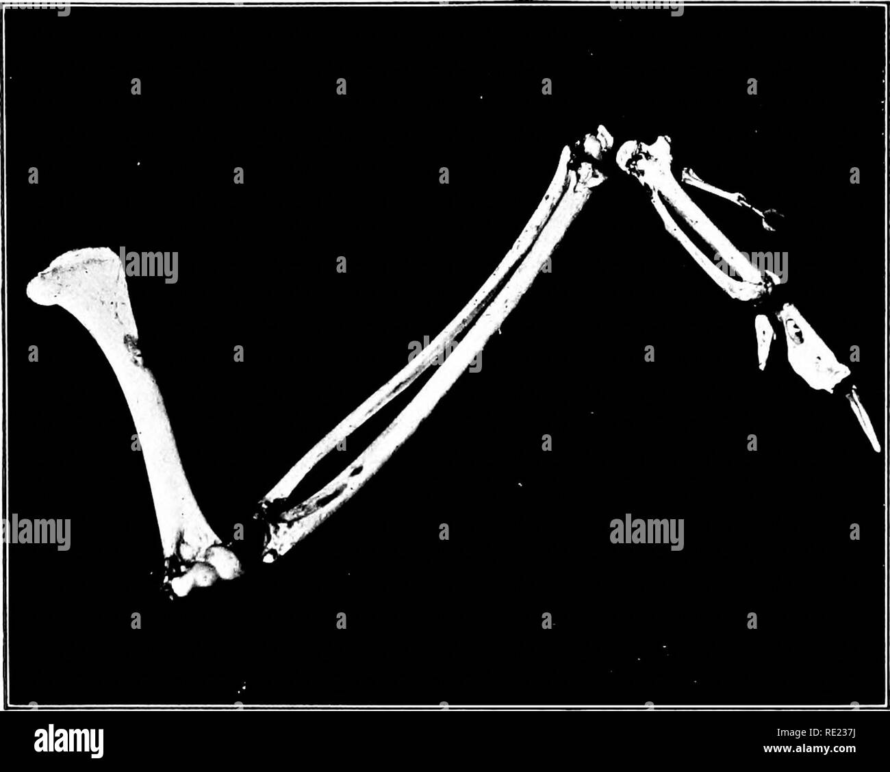 Coloration compared Black and White Stock Photos & Images - Alamy