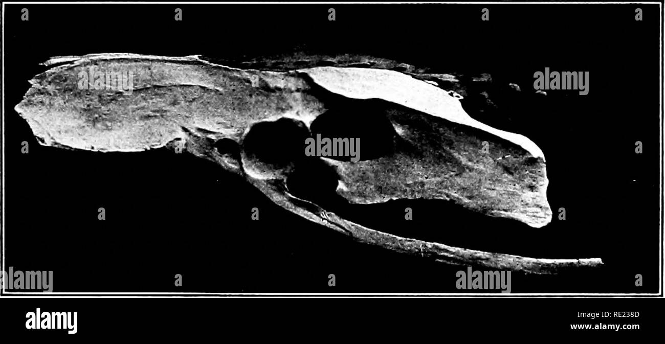 Pelvic socket hi-res stock photography and images - Alamy