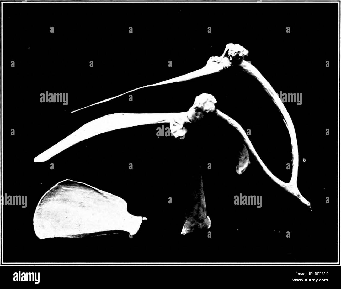 Function of the clavicle Black and White Stock Photos & Images - Alamy