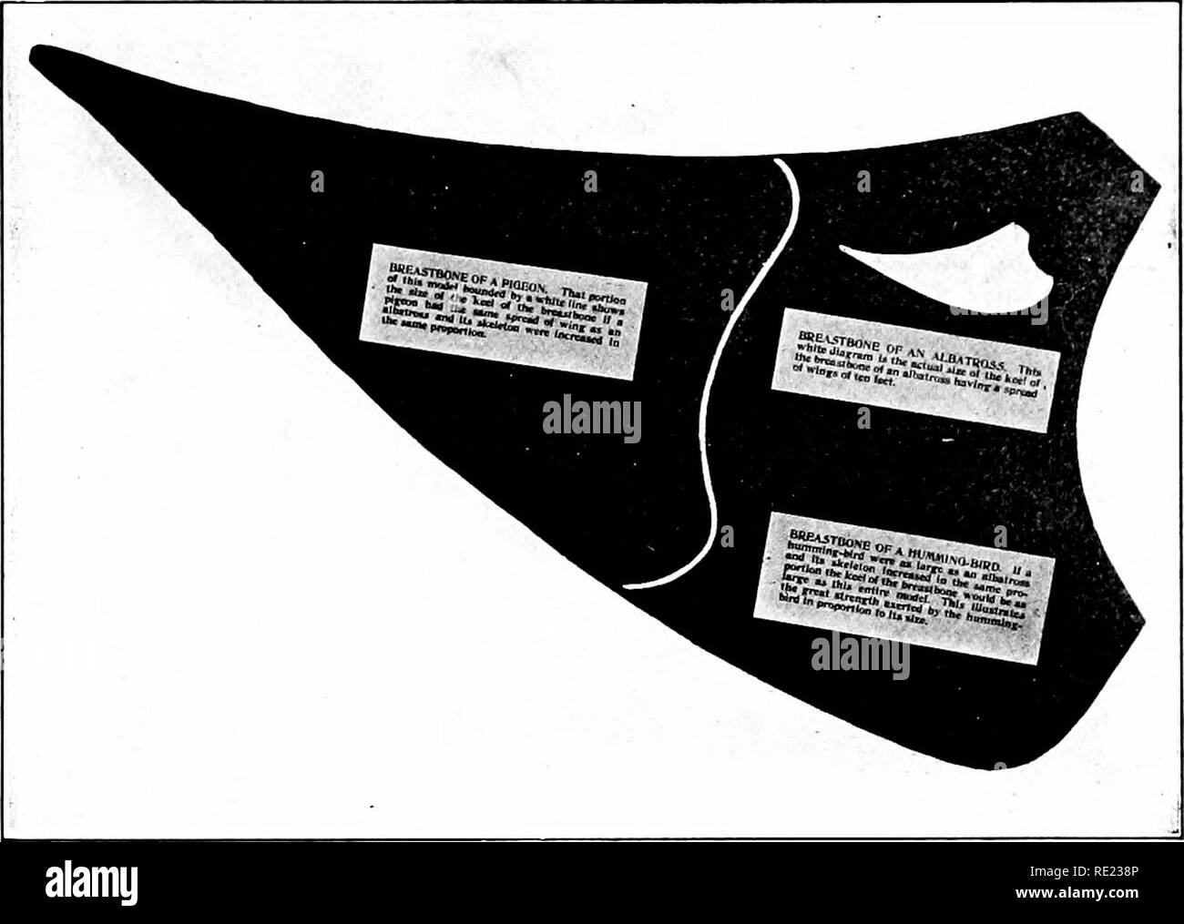 Albatross bones hi-res stock photography and images - Alamy