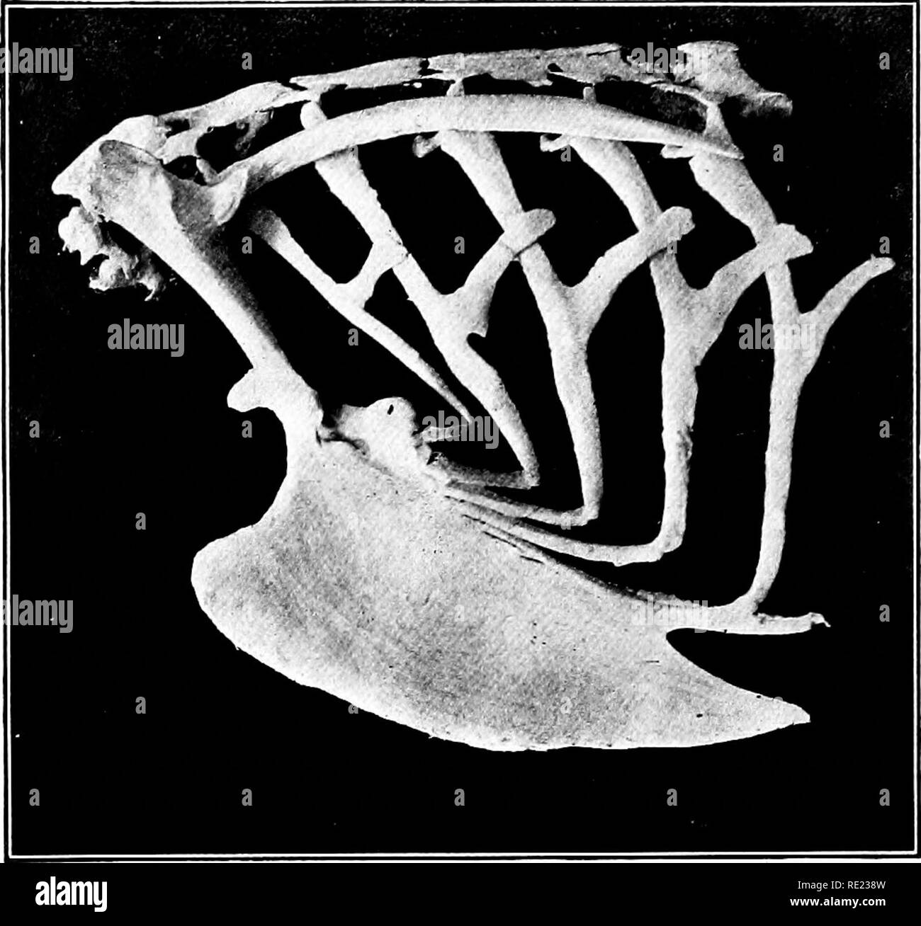 . The bird, its form and function. Birds. 8o The Bird the bod}' of the ...