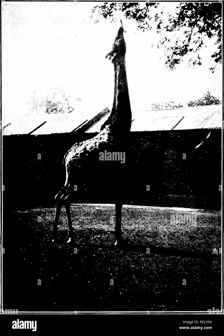 Giraffe neck bones Black and White Stock Photos & Images - Alamy