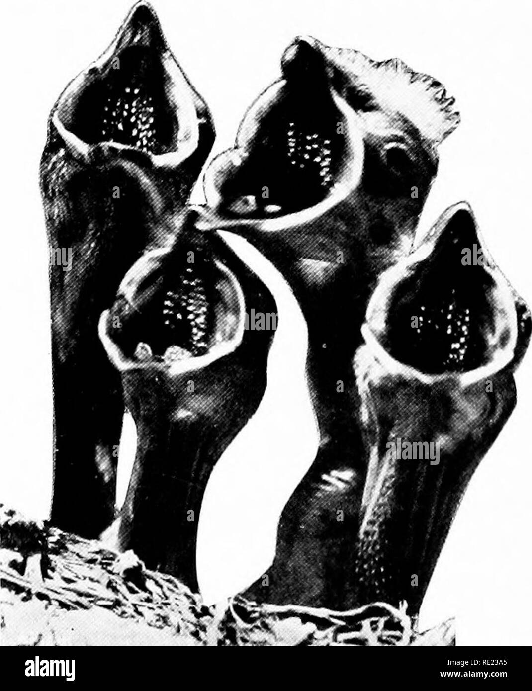 Open front bird box hi-res stock photography and images - Alamy