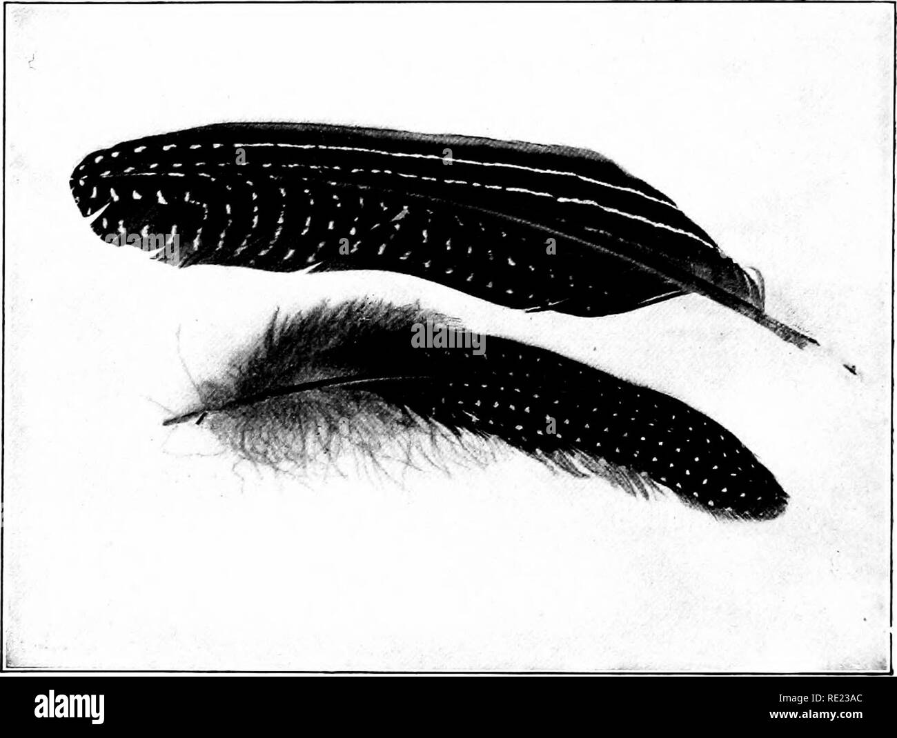 Faint colour Black and White Stock Photos & Images - Alamy