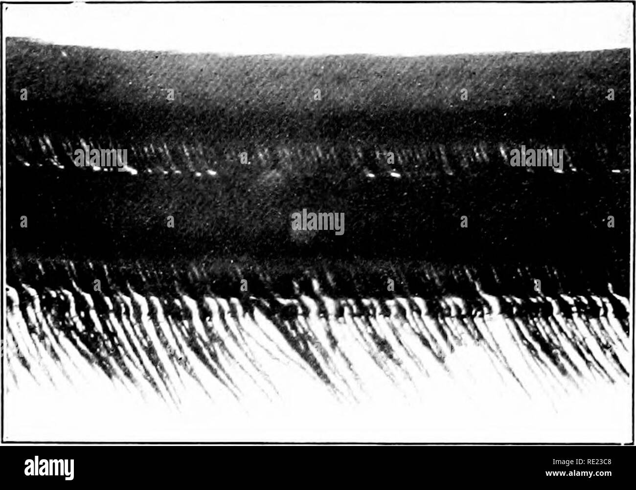 Interlocked bird Black and White Stock Photos & Images - Alamy