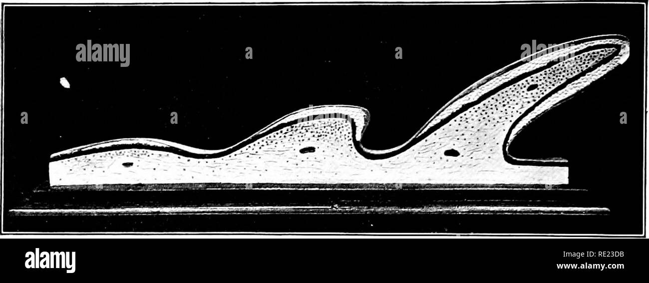 Structure of a fish scale hi-res stock photography and images - Alamy