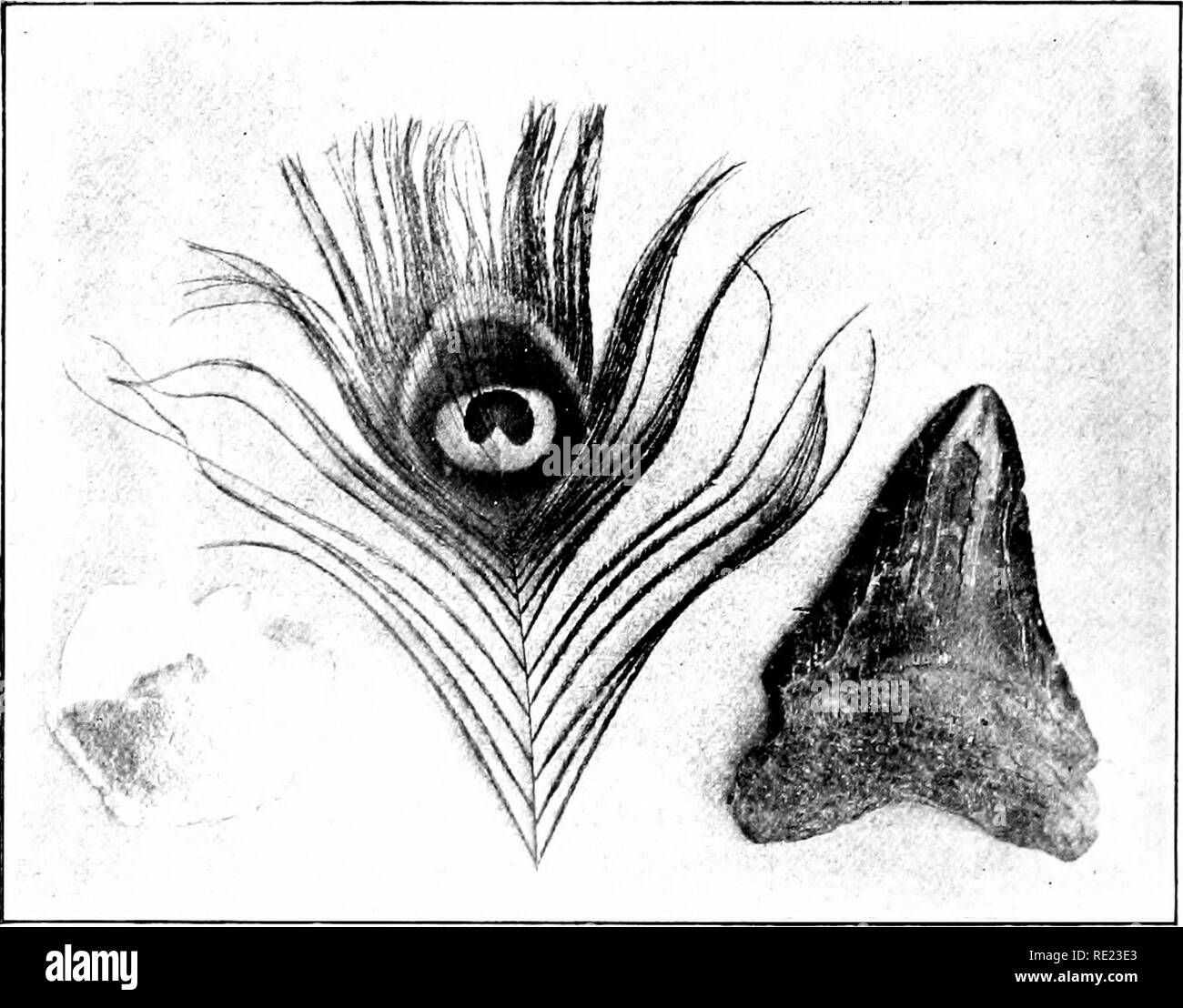 . The bird, its form and function. Birds. 20 The Bird A list of all the ...