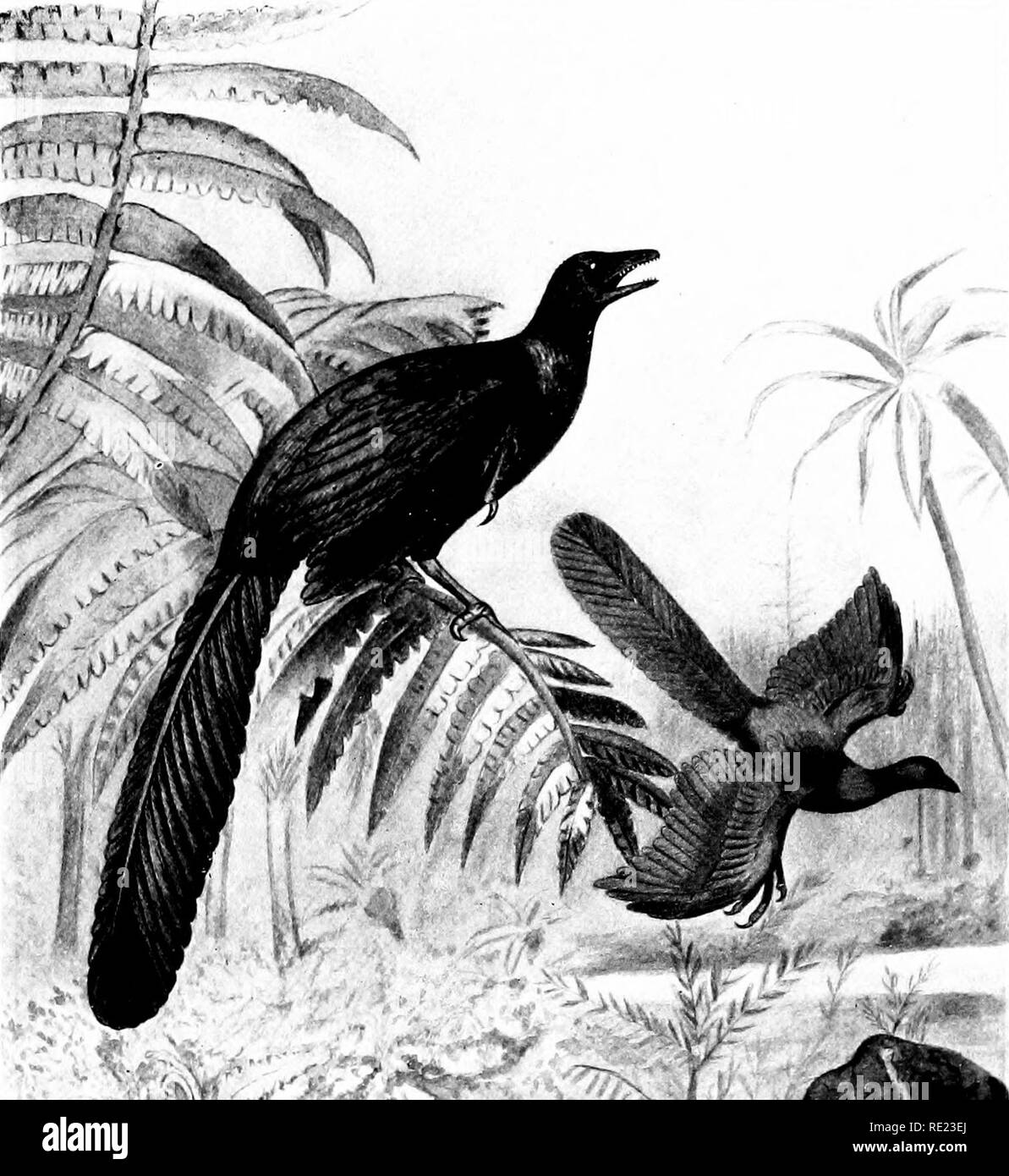 . The bird, its form and function. Birds. . Please note that these ...