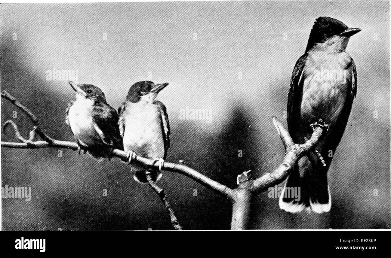 . Golf clubs as bird sanctuaries. Birds; Golf courses. GOLF CLUBS AS ...