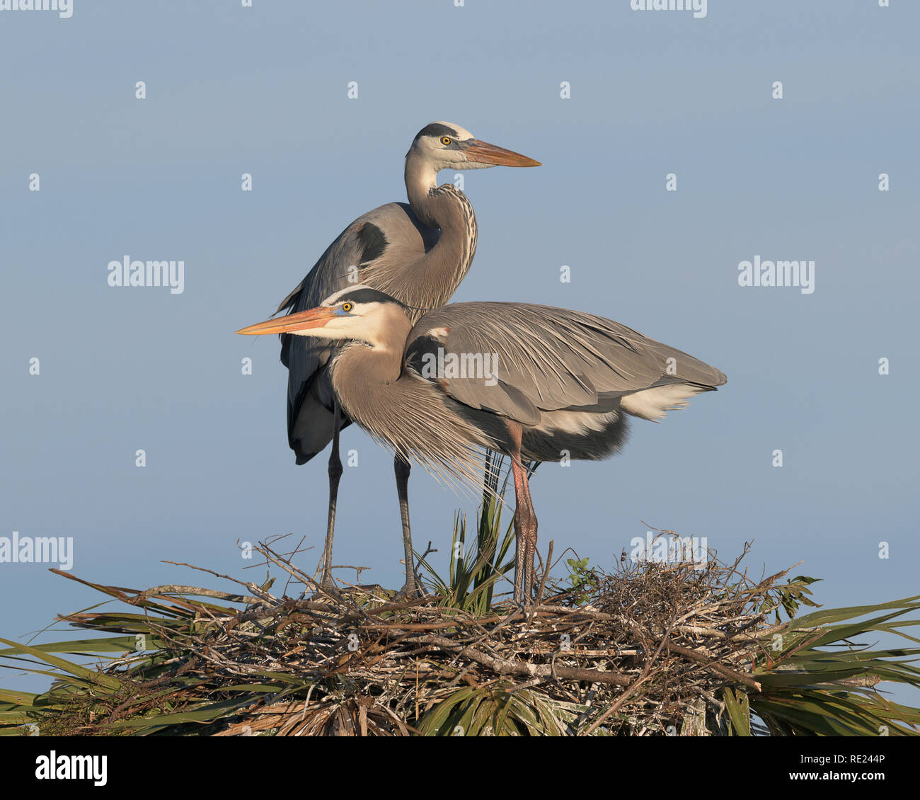Male female great blue heron hi-res stock photography and images - Alamy