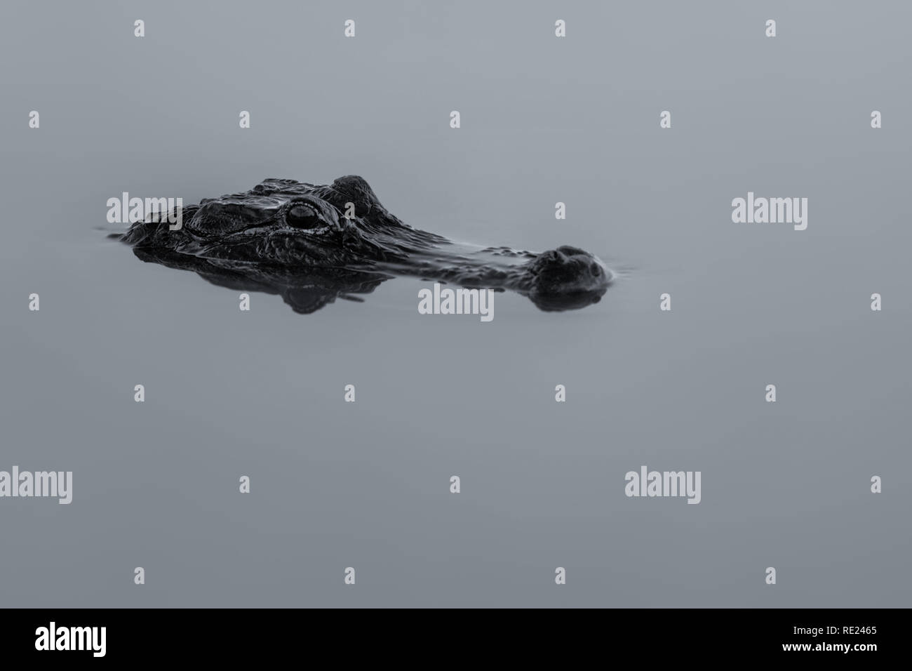 Submerged alligator head hi-res stock photography and images - Alamy