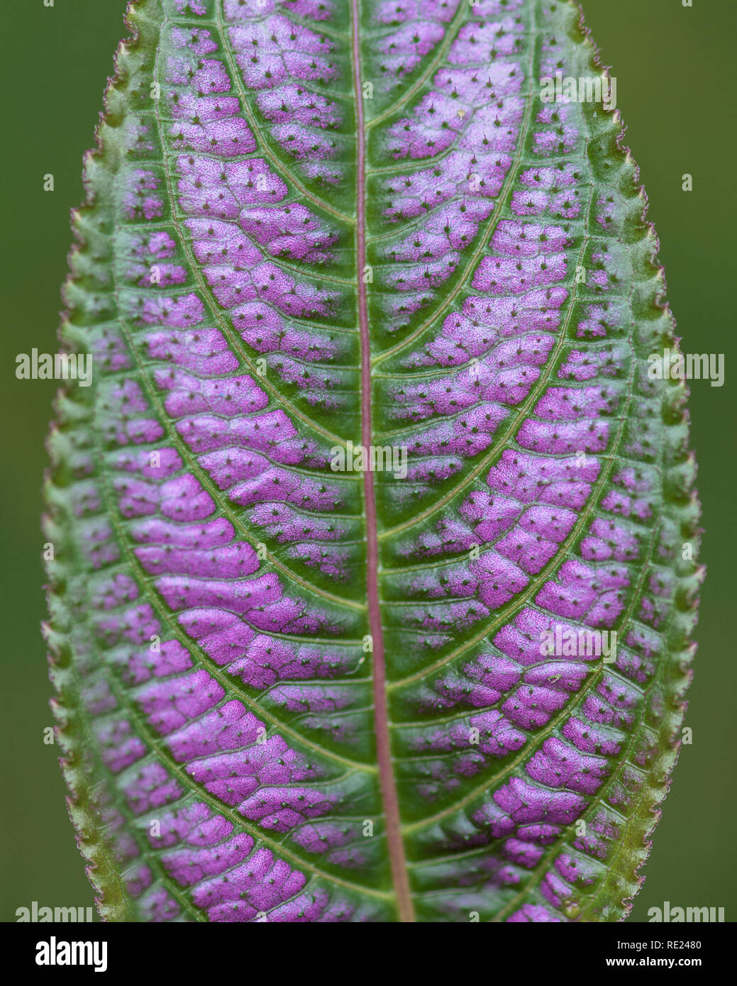 Purple leaf texture hi-res stock photography and images - Alamy
