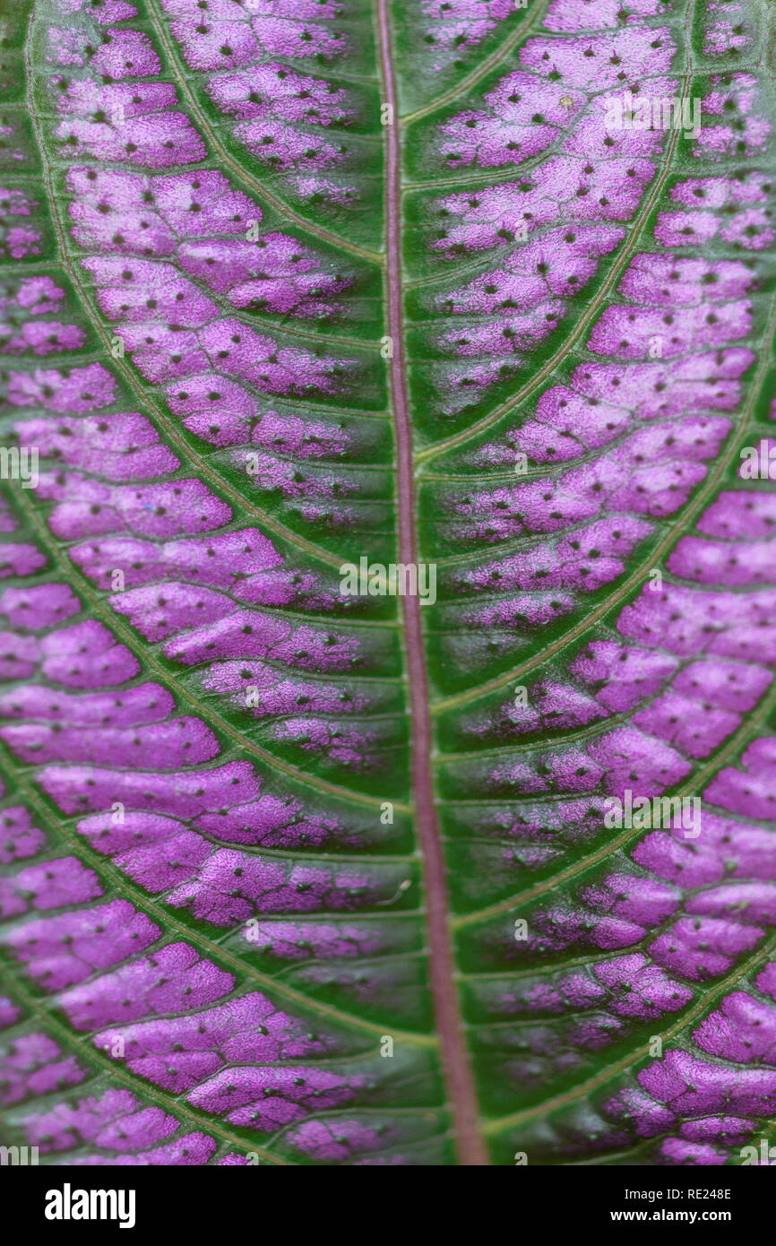 Purple leaf texture hi-res stock photography and images - Alamy