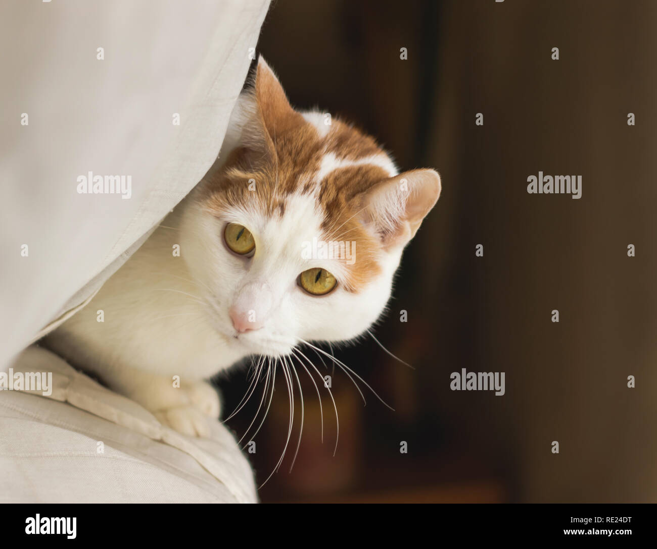 Lovely white cat at home looking curious, domestic cat head Stock Photo ...