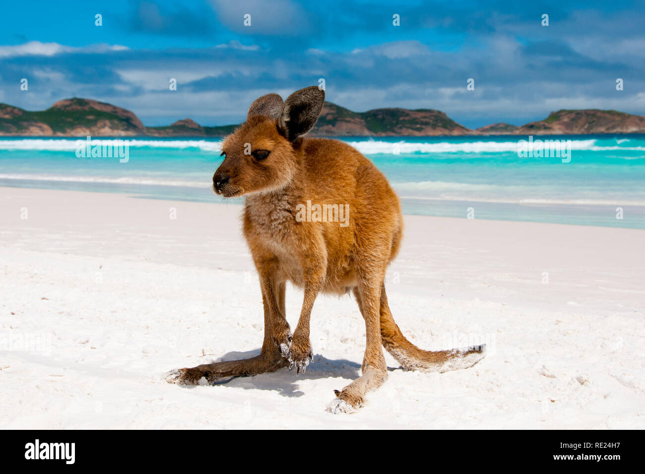 Kangaroo on Lucky Bay White Sand Beach - Australia Stock Photo - Alamy