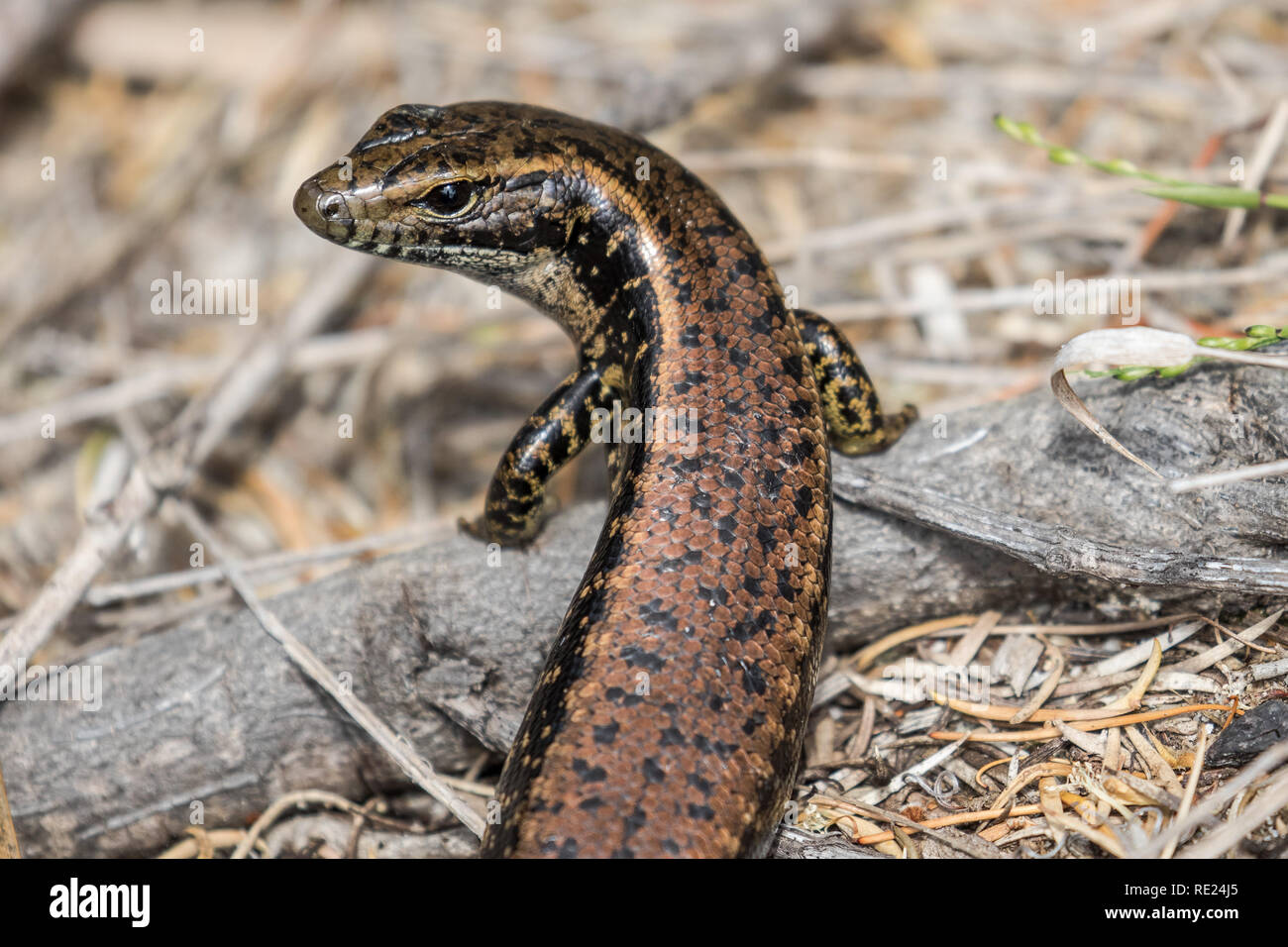 Water skink hi-res stock photography and images - Alamy