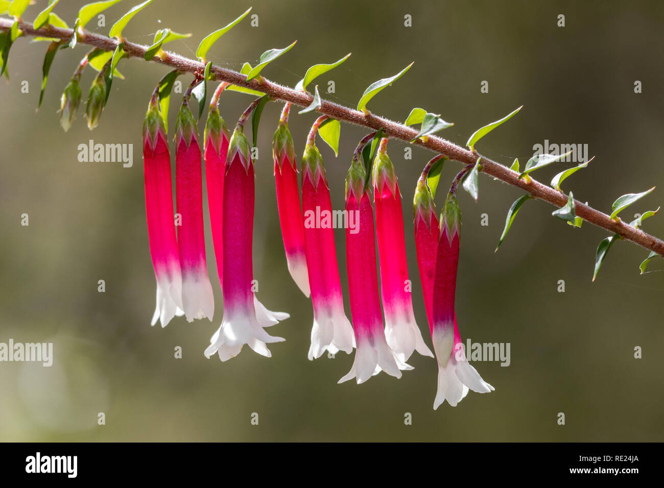 Epacris hi-res stock photography and images - Alamy
