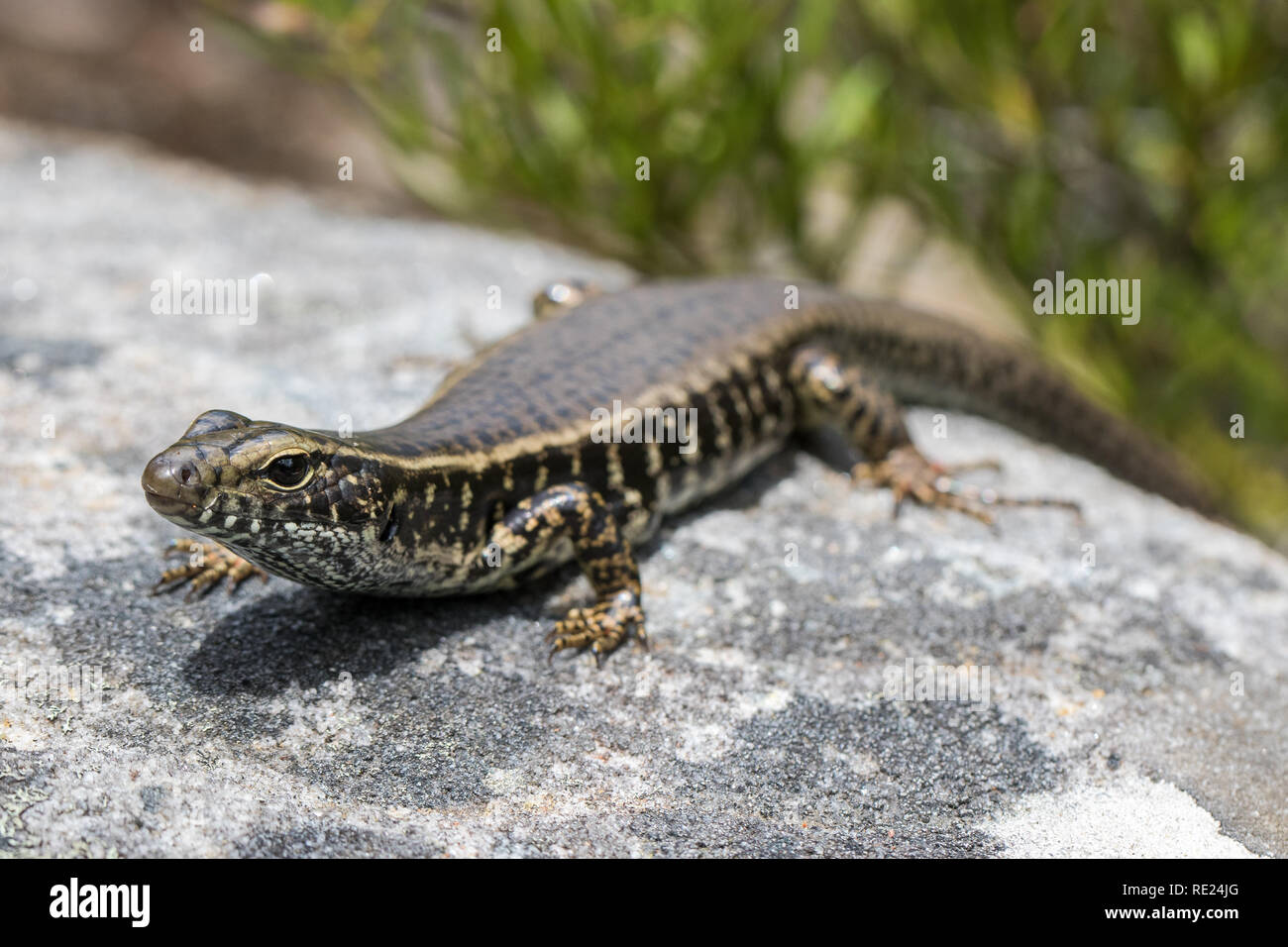 Eastern skink hi-res stock photography and images - Alamy